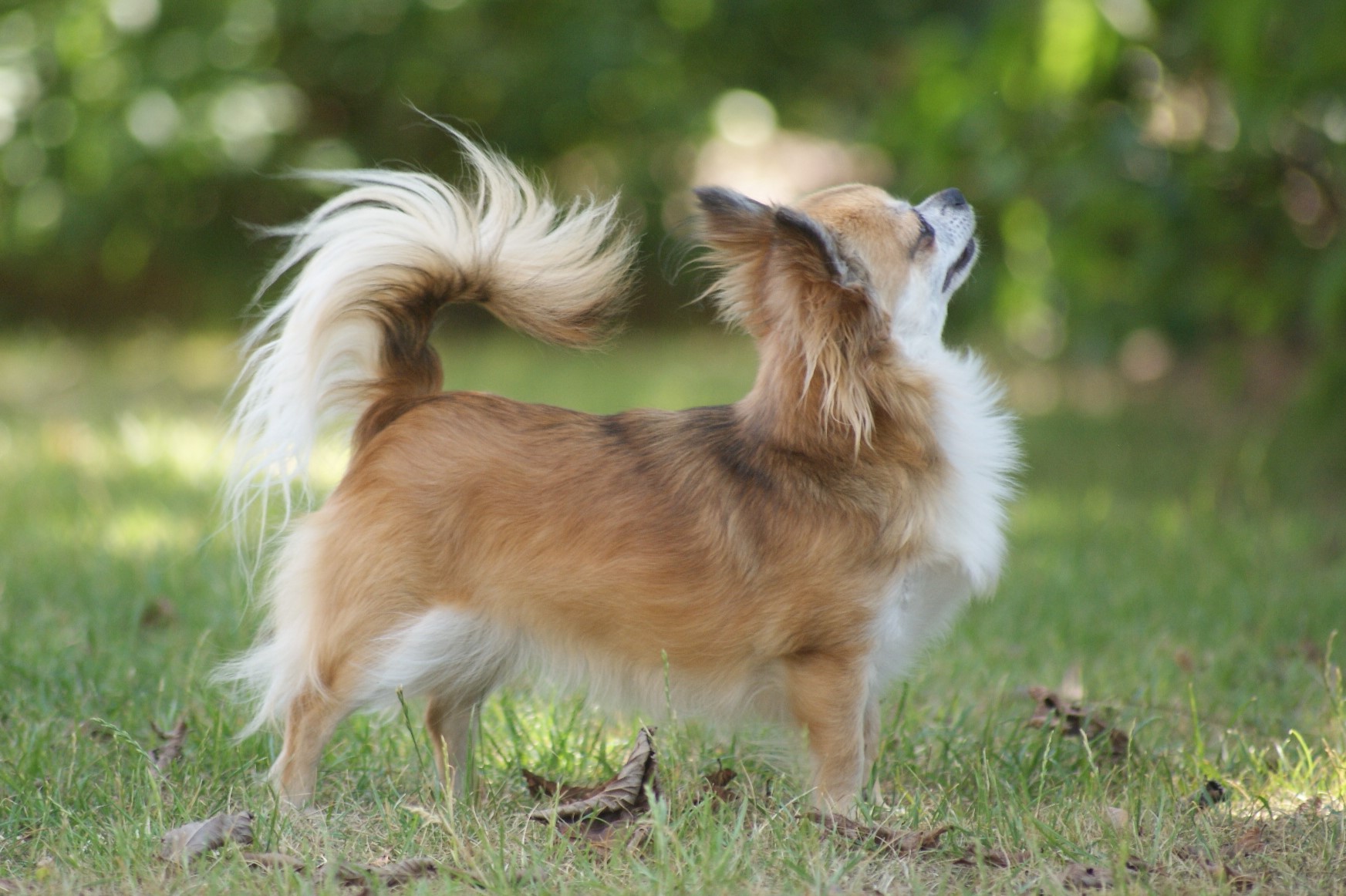 2022 Allround – Chihuahuacirkeln